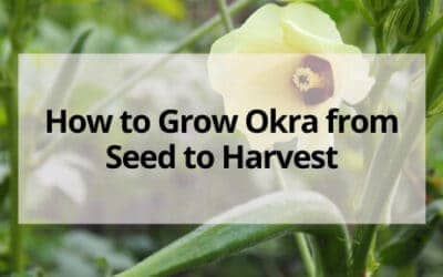 Gardening For Beginners | Tips and How-To Guides