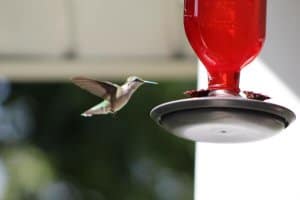 Easy Homemade Hummingbird Nectar Recipe (plus FAQ and Tips)