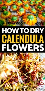 How to Dry Calendula Flowers