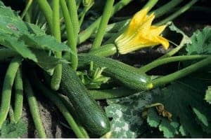 6 Ways to Preserve Summer Squash