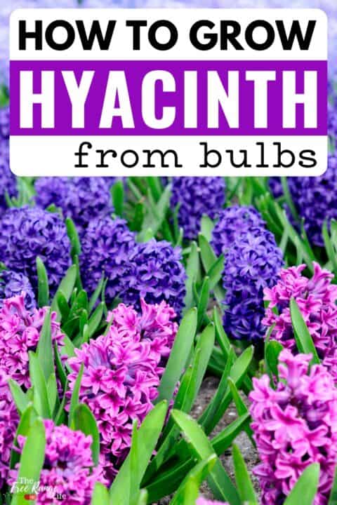 How to Plant Hyacinth Bulbs