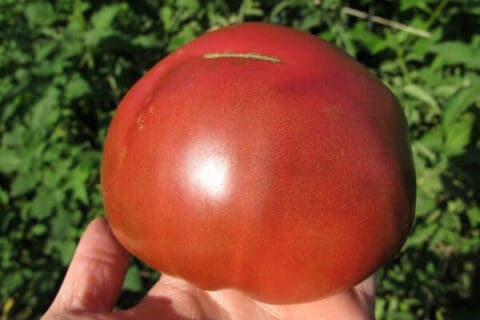 The Best Heirloom Tomato Varieties to Grow This Year