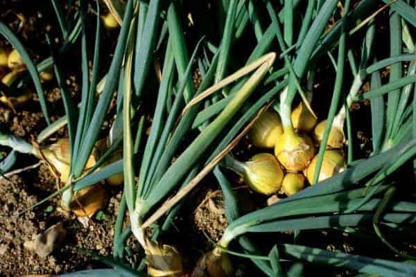 The Best Onion Companion Plants for Your Vegetable Garden
