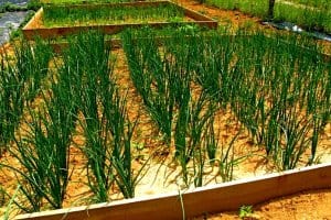The Best Onion Companion Plants for Your Vegetable Garden