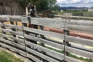 6 Easy Pallet Projects for Your Goat Yard