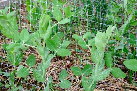 Do Peas Need a Trellis?