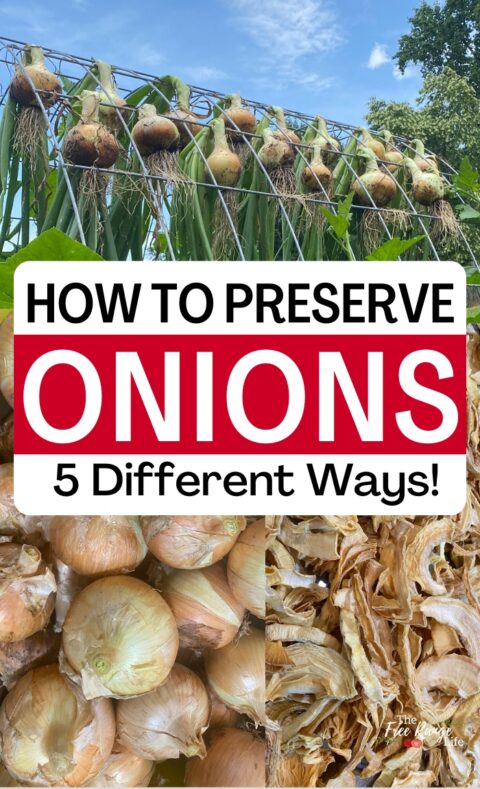 How to Preserve Onions- 5 Different Ways!