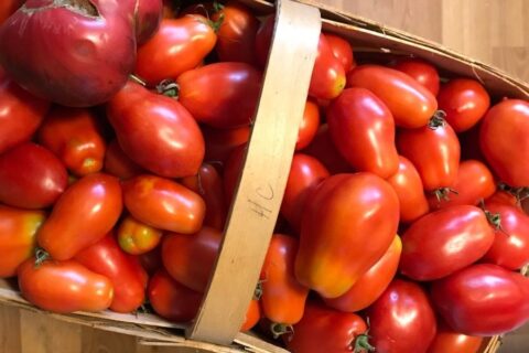 The Best Tomatoes for Making & Canning Salsa