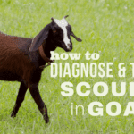 How to Give a Copper Bolus to Your Goat the Easy Way - The Free Range Life