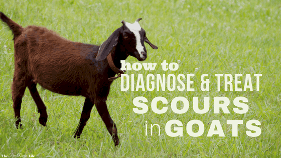 Diagnosing and Treating Scours in Goats - The Free Range Life