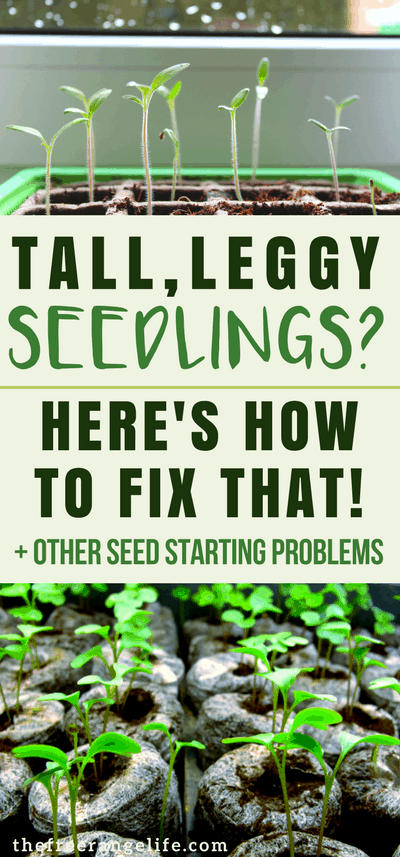 Most Common Seed Starting Problems- and How to Fix Them - The Free ... Most Common Seed Starting Problems- and How to Fix Them - The Free ...