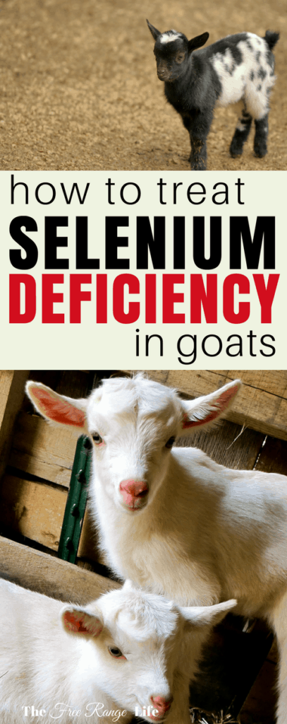 Identifying and Treating Selenium Deficiency in Goats