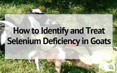 Raising Goats | The Free Range Life