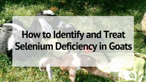 Raising Goats | The Free Range Life