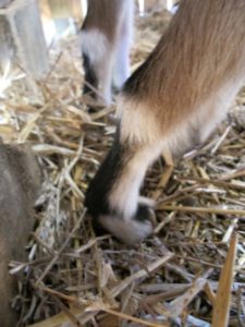 Identifying and Treating Selenium Deficiency in Goats