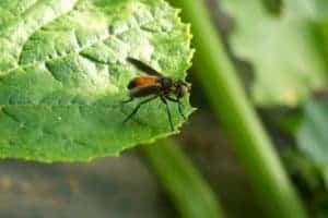 How to Control Cucumber Beetles Organically