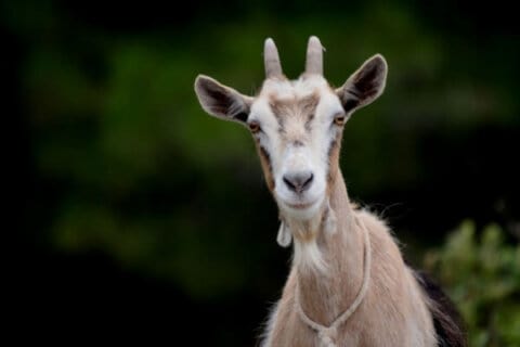 The Ultimate List of Goat Breeds for Your Farm - The Free Range Life