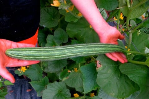 13 Unique and Unusual Vegetables for Your Garden