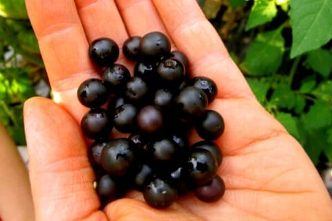 13 Unique and Unusual Vegetables for Your Garden