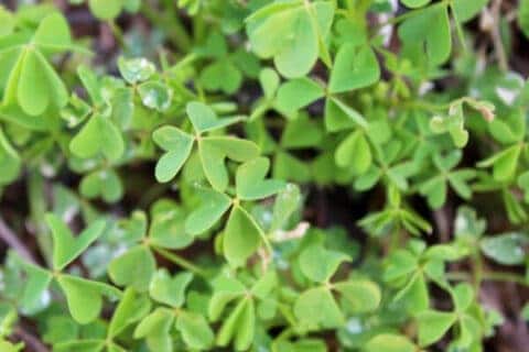 15 Common Edible Weeds You Probably Have in Your Yard