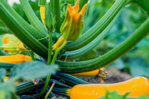9 Types of Summer Squash to Grow This Year