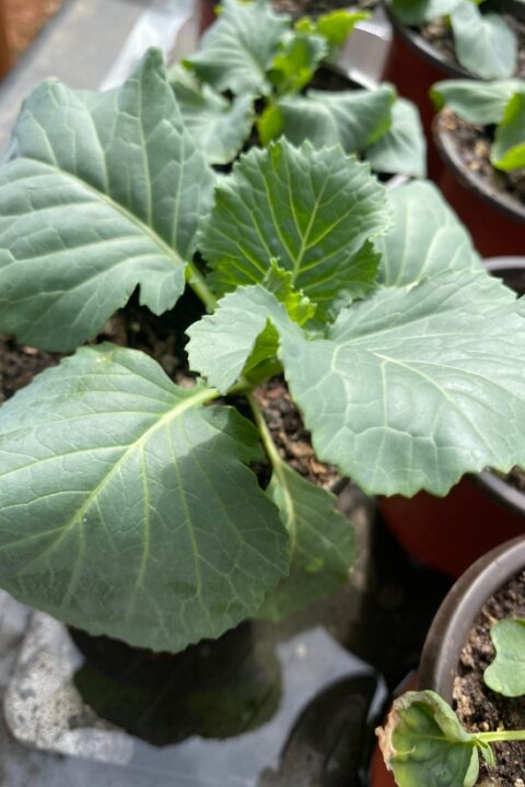 How to Grow Cabbage from Seed